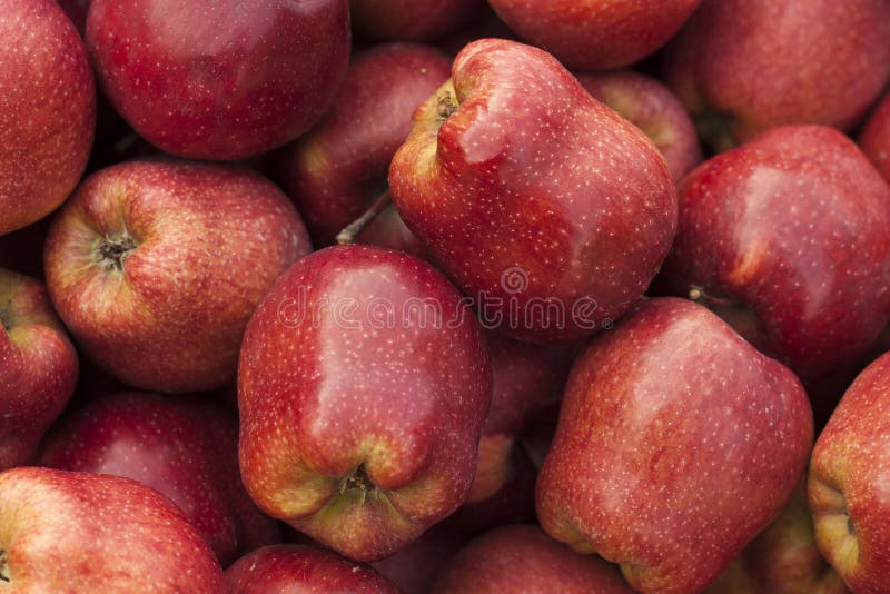 Red delicious apple stock image. Image of apple, colored - 16936919