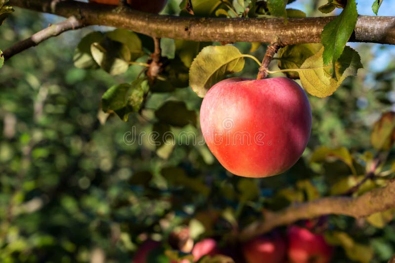 Red Delicious Apple Hanging from a Tree Branch in an Apple Orchard ...