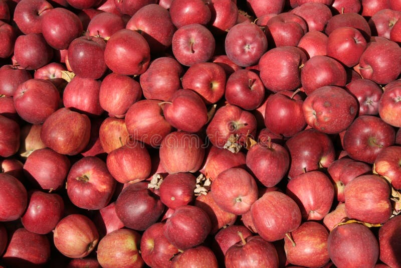 Red delicious apples stock photo. Image of basket, nutrition - 11902620