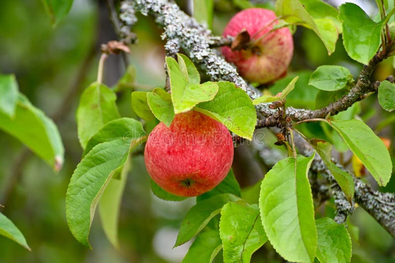Red Delicious Apples Hanging in Tree Kumla Sweden Stock Photo - Image ...