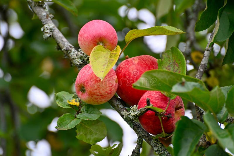 Red Delicious Apples Hanging in Tree Kumla Sweden Stock Photo - Image ...