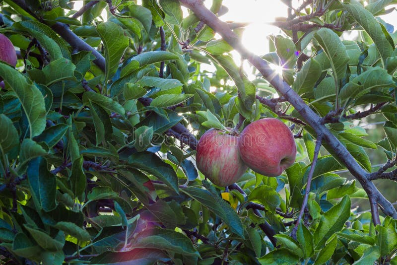 Red Delicious Apples on Trees Stock Photo - Image of homegrown ...