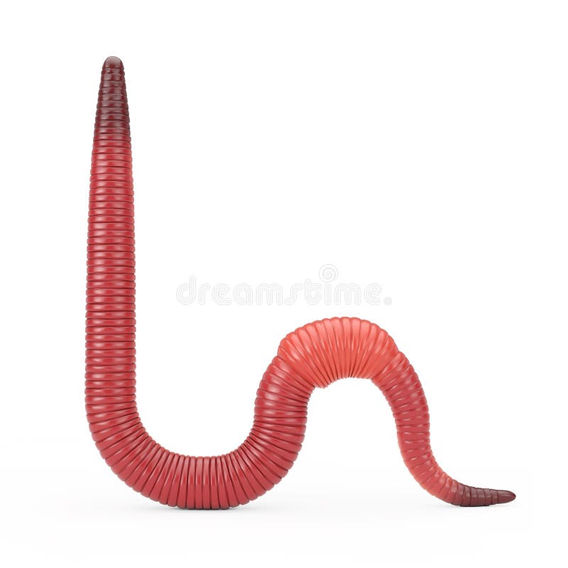 Worm Segments Stock Illustrations – 146 Worm Segments Stock ...