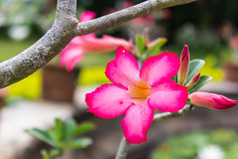 Red Desert Flower, adenium stock photo. Image of lily - 45502806