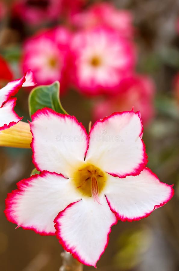 Red Desert Flower, adenium stock photo. Image of impala - 47675462