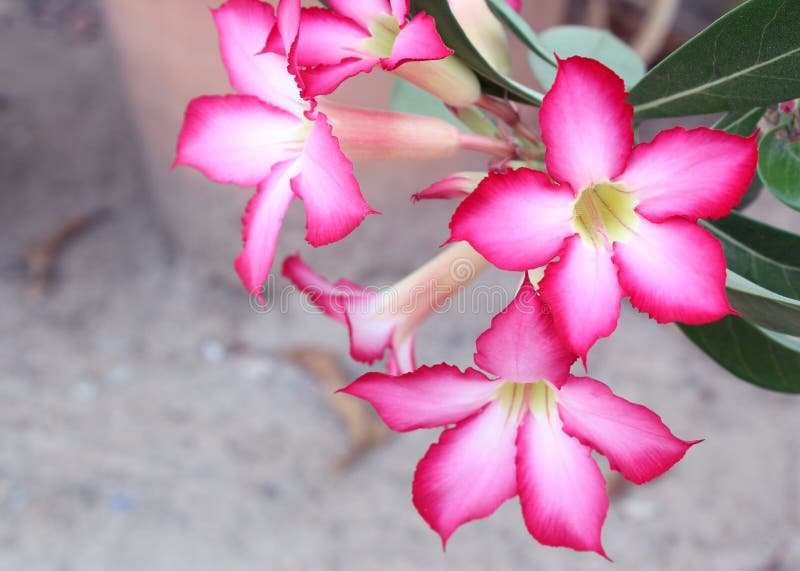 Red Desert Flower, Adenium Obesum Stock Image - Image of gentianales ...