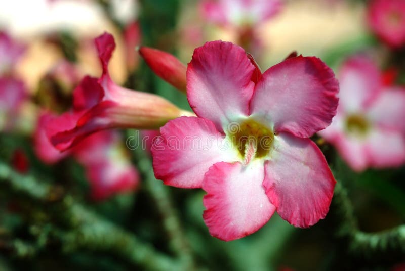 Red Desert Flower stock image. Image of impala, adenium - 66606835