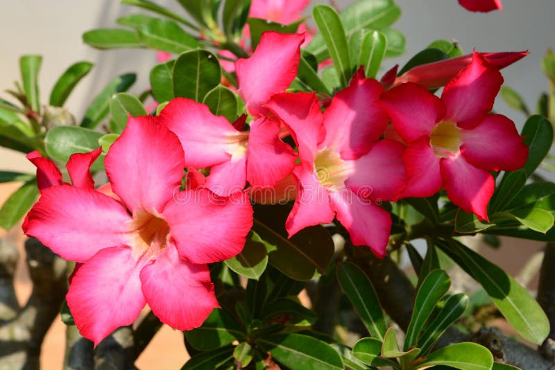 Red Desert Flower stock image. Image of beauty, desert - 72278289