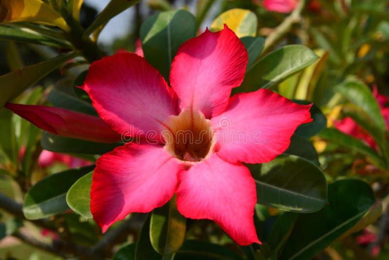 Red Desert Flower stock photo. Image of azaria, azalea - 72552196