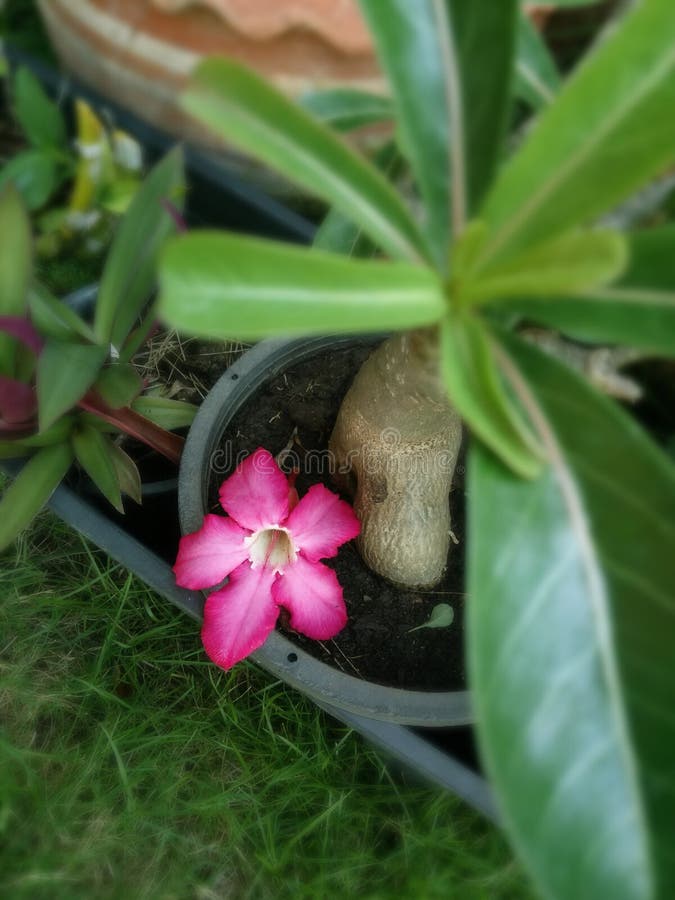 Red Desert Flower that Fall from the Tree. Stock Image - Image of ...
