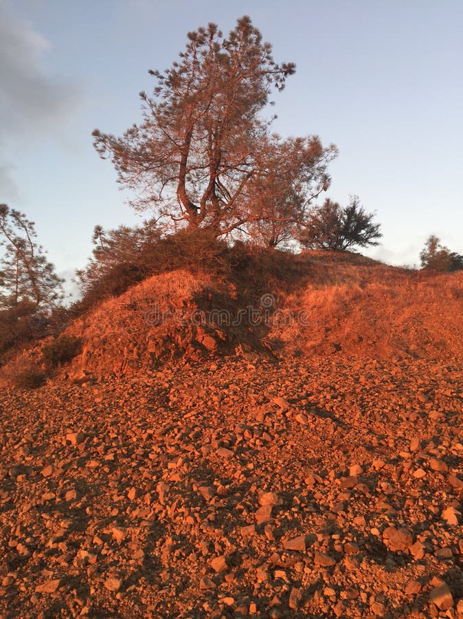 Desert Bloom stock image. Image of bloom, tree, desert - 108666903