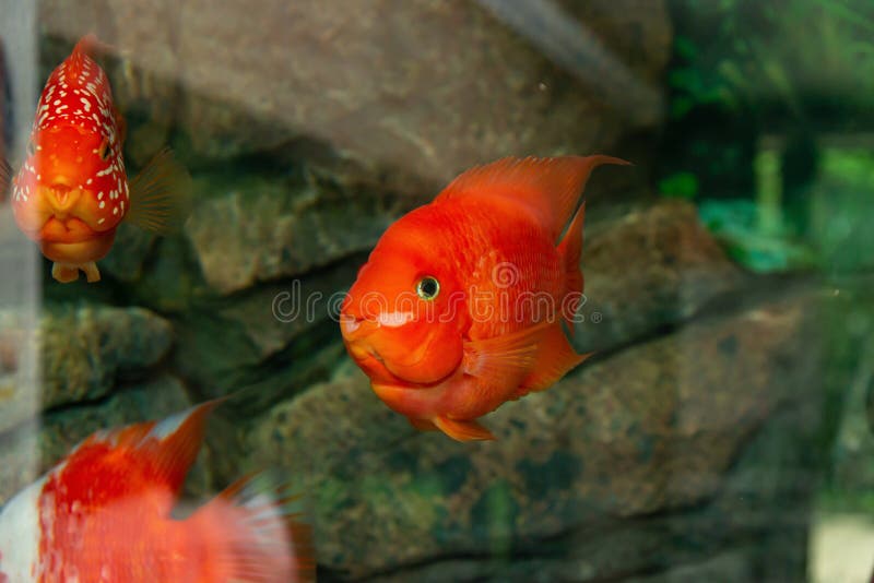 Red devil cichlid stock image. Image of white, aquatic - 248129395