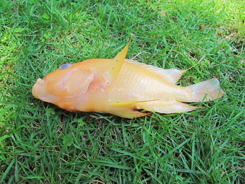 Red Devil Cichlid Fish, Dead Fish on the Grass Stock Image - Image of ...