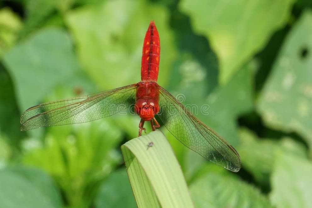 Red devil dragonfly stock image. Image of macro, devil - 159199615