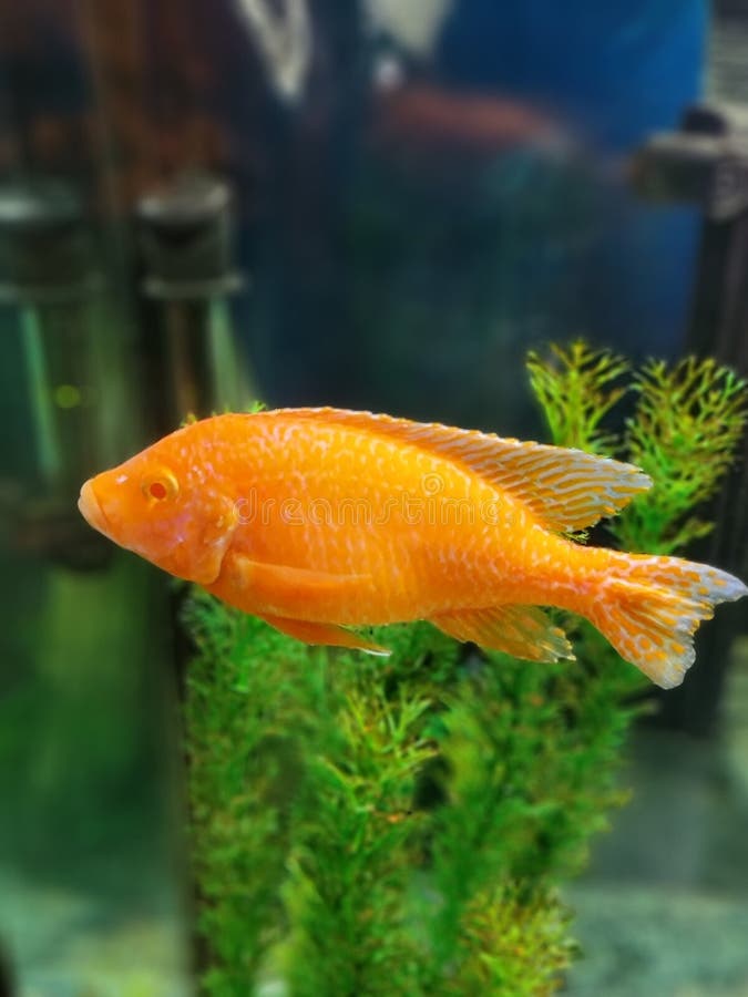 Red devil fish stock image. Image of fish, chichlid - 240399057