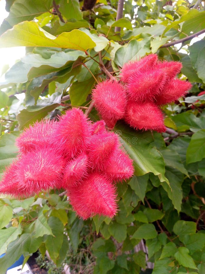 Devil Hias Stock Photos - Free & Royalty-Free Stock Photos from Dreamstime