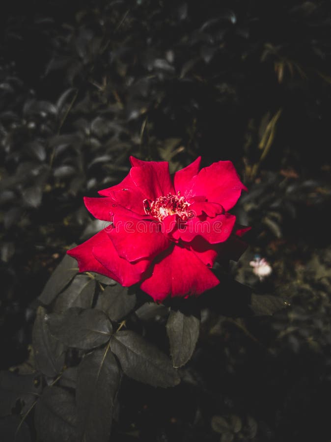 Reddevil Stock Photos - Free & Royalty-Free Stock Photos from Dreamstime