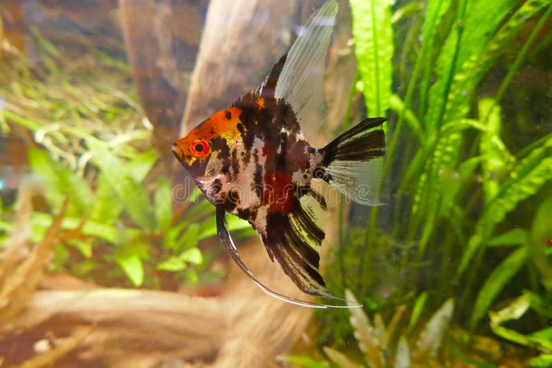 Red Devil Scalar, a Beautiful Freshwater Aquarium Fish Stock Image ...