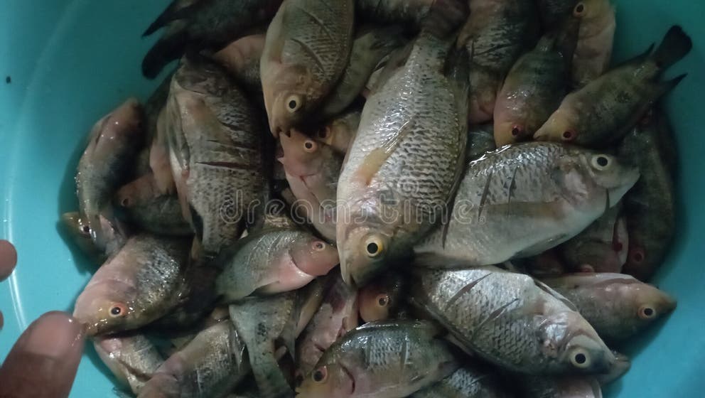 Red Devils stock image. Image of cuisine, hama, animal - 291465189