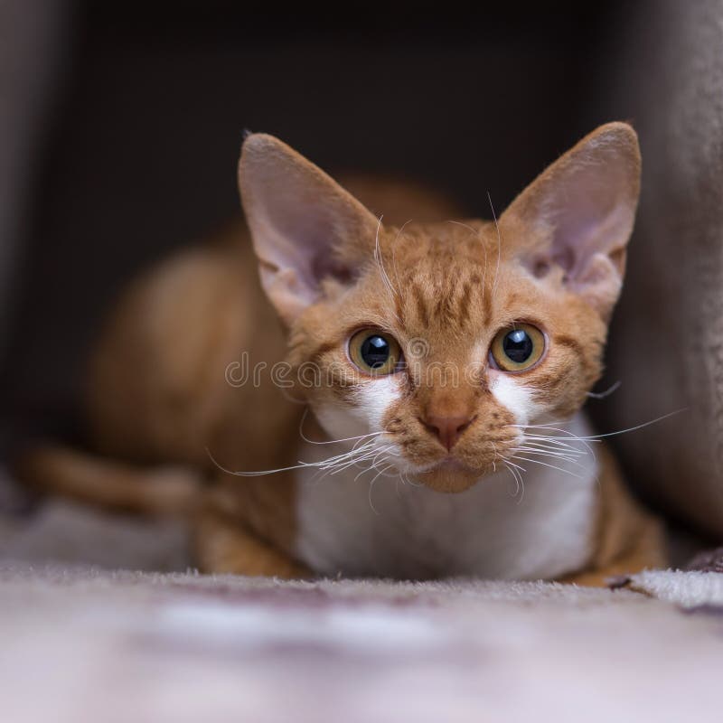 Red Devon Rex Cat with Big Eyes is Sitting in Ambush Stock Photo ...