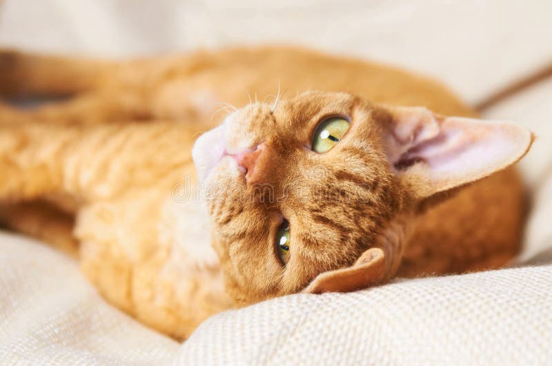 Red Devon Rex Cat Lies on Its Back Stock Image - Image of interior ...