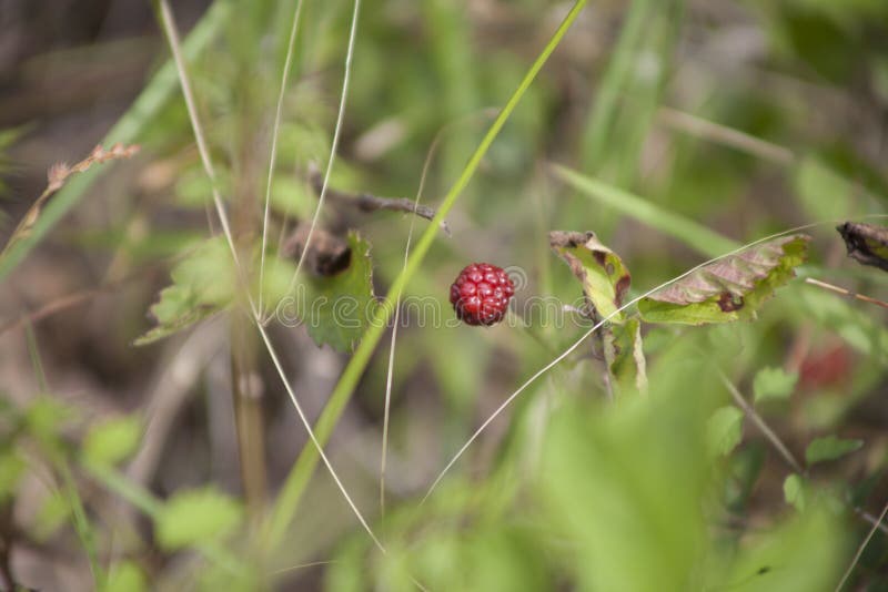 A Red Dewberry in Late Spring Stock Image - Image of homeopathy, berry ...