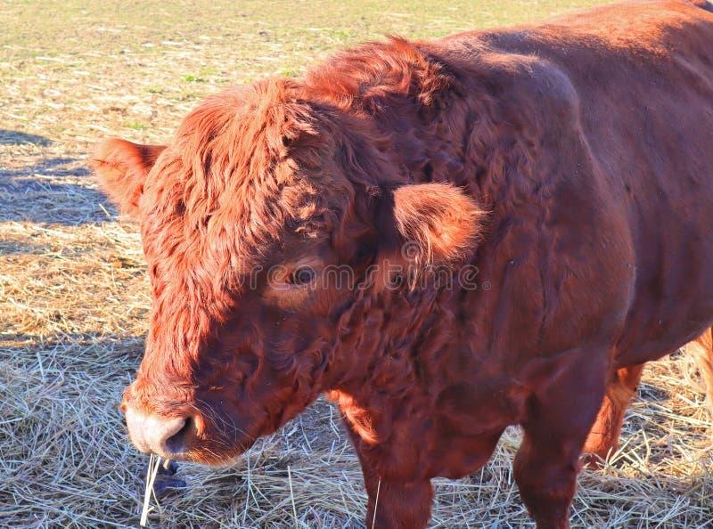 Red Dexter - Irish Breeds of Small Cattle at the Farm Stock Photo ...