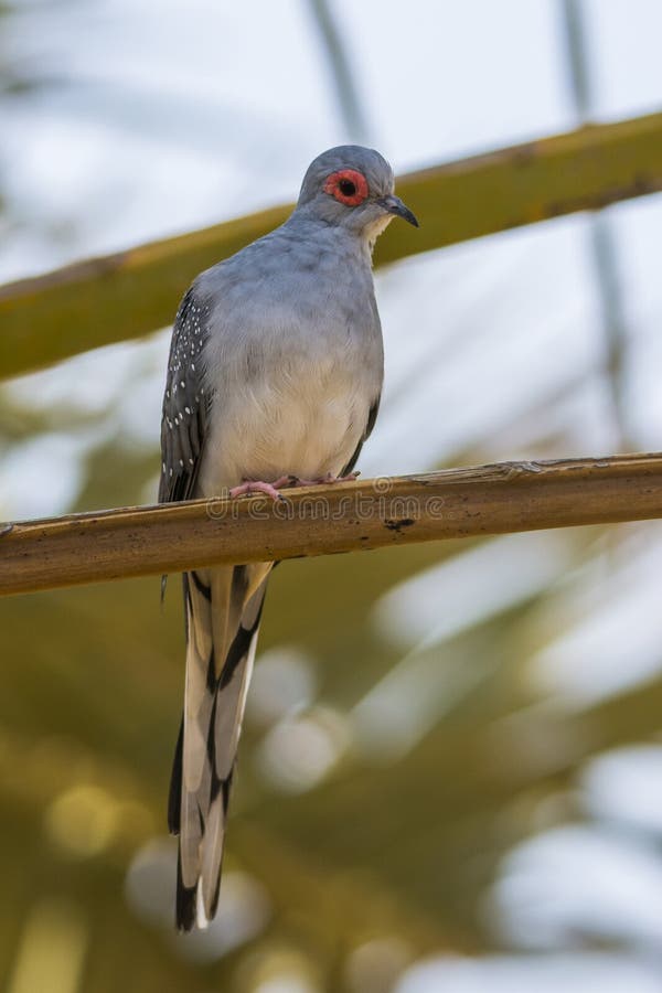 Red diamond dove stock image. Image of feather, color - 228534143