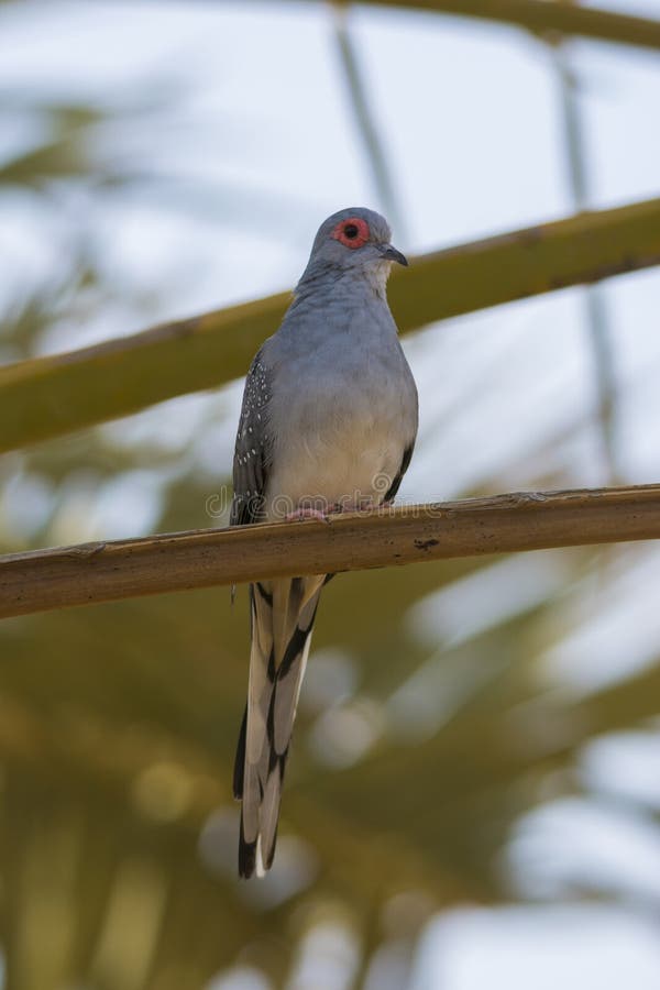 Red diamond dove stock photo. Image of branch, doves - 228534166