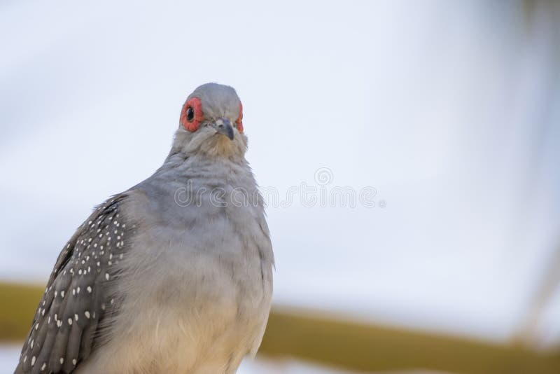Red diamond dove stock image. Image of bird, pigeon - 228534161