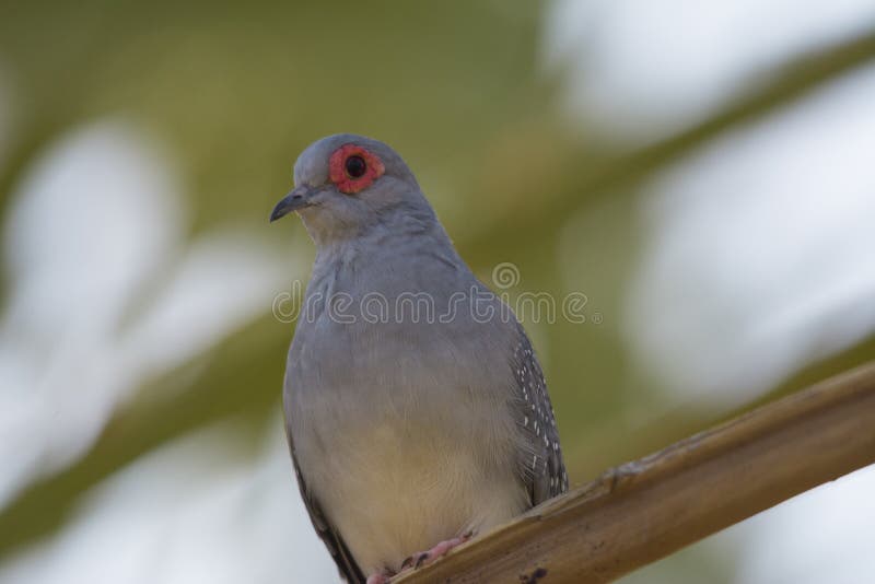 Red diamond dove stock photo. Image of dove, childhood - 225972096