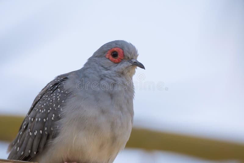 Red diamond dove stock photo. Image of birding, grey - 228534188