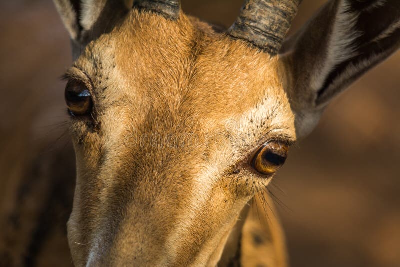 Red diamond dove stock image. Image of beautiful, jeddah - 225972065