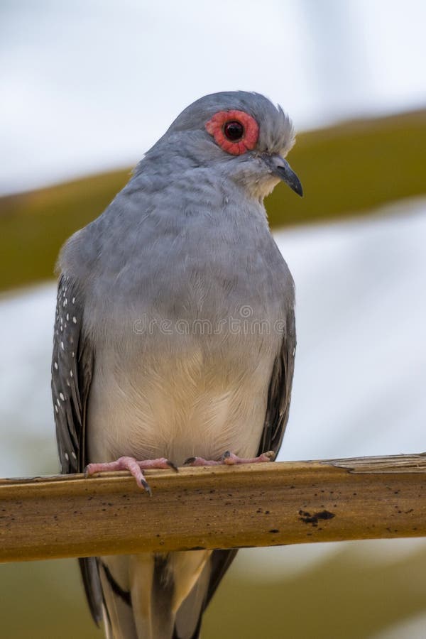 Red diamond dove stock photo. Image of branch, doves - 228534166