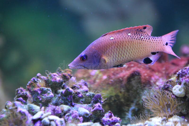 Red diana hogfish stock photo. Image of reef, underwater - 170720590