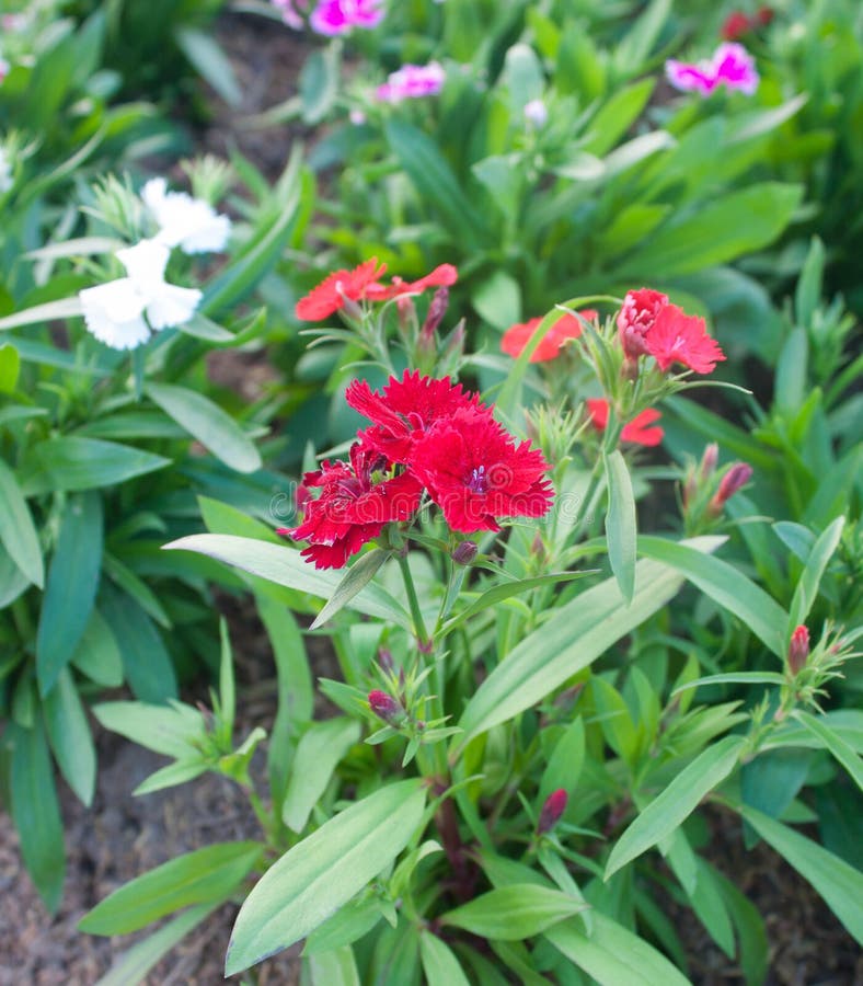27+ Red dianthus Free Stock Photos - StockFreeImages