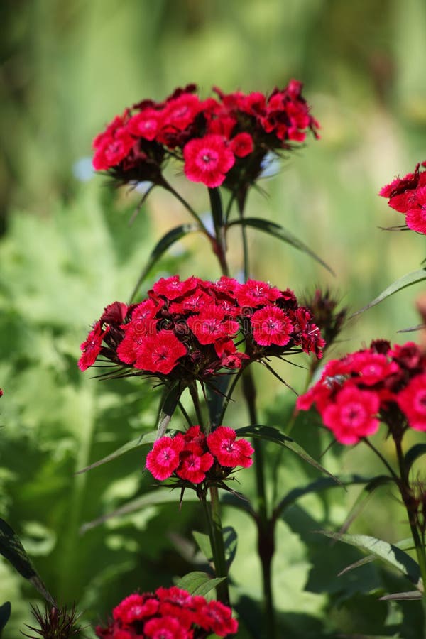 Red Dianthus Barbatus in a Flowerbed Stock Image - Image of carnations ...