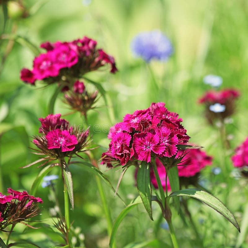 Red Dianthus Barbatus in a Flowerbed Stock Image - Image of spring ...