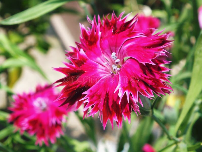 A red dianthus flower stock photo. Image of purple, wildflower - 196334940