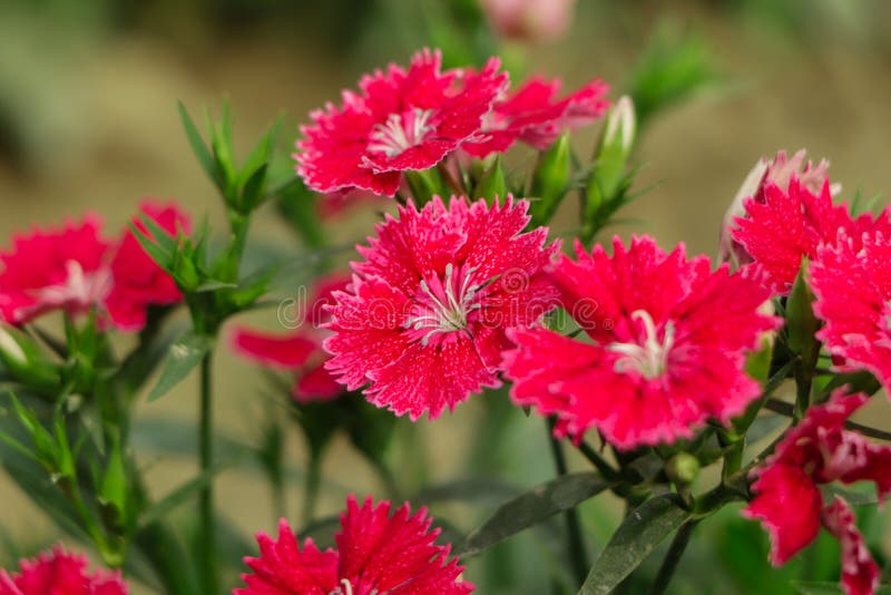 Red Dianthus Flower Blooming in Garden Stock Image - Image of floral ...