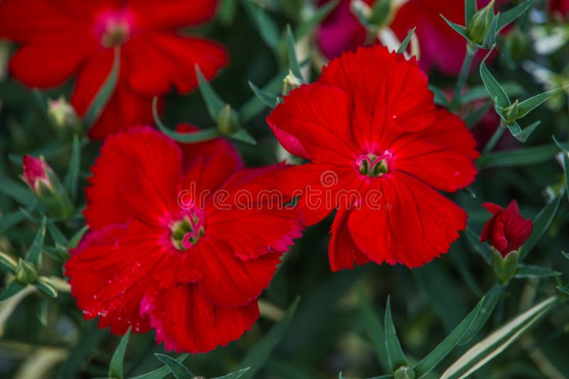 Red dianthus flower stock photo. Image of decoration - 96329982