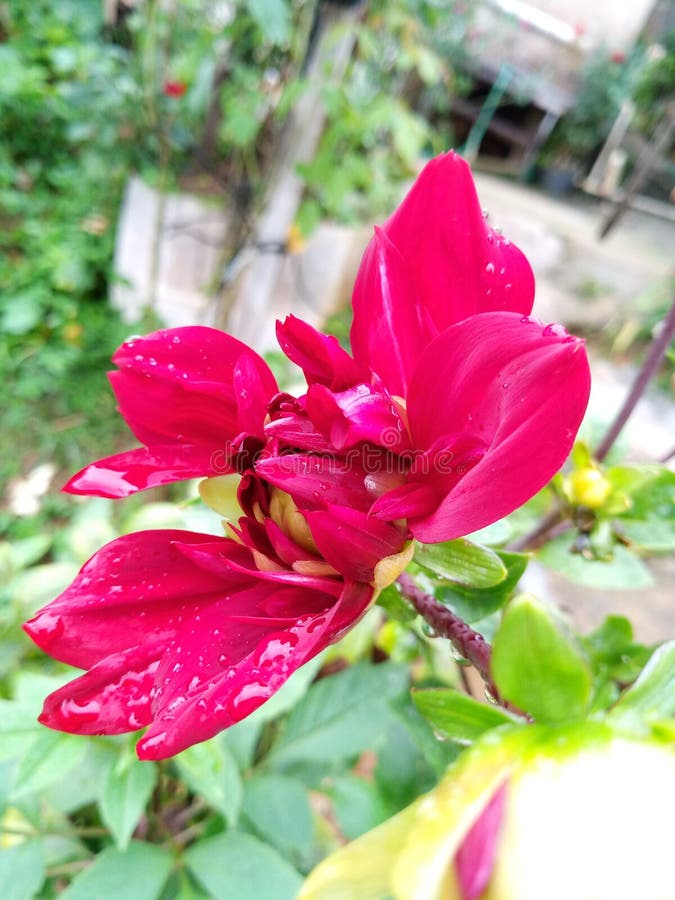 Red Different Flower in Garden Stock Photo - Image of produce, leaf ...