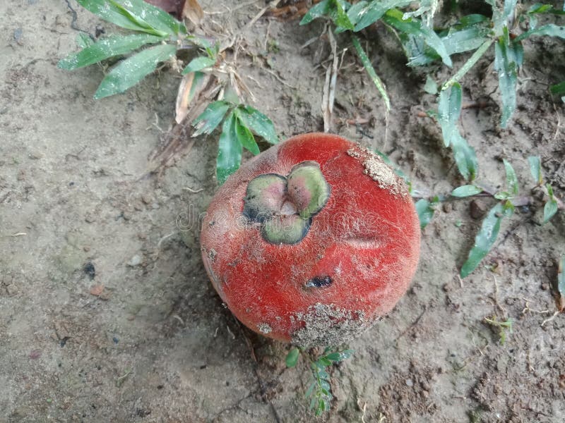 Red Diospyros Blancoi & X28;Bisbul& X29; Fruit on the Ground. Stock ...