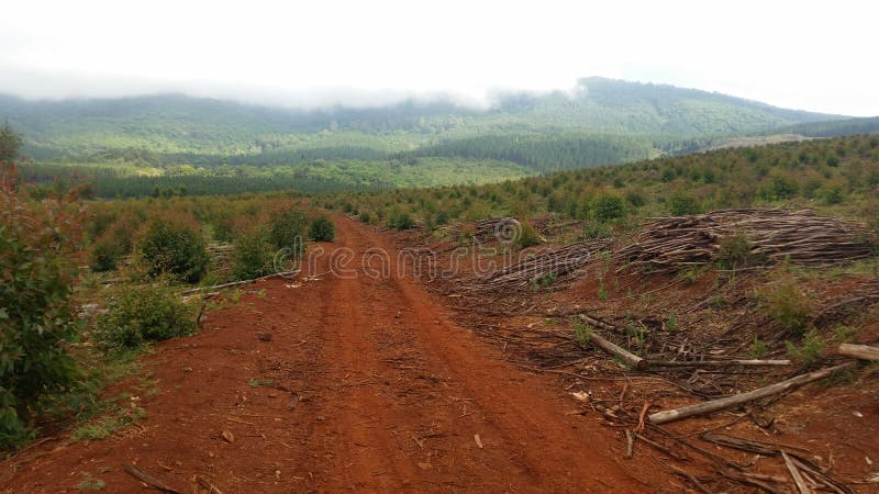 Red dirt plantation road stock image. Image of dirt - 182634955