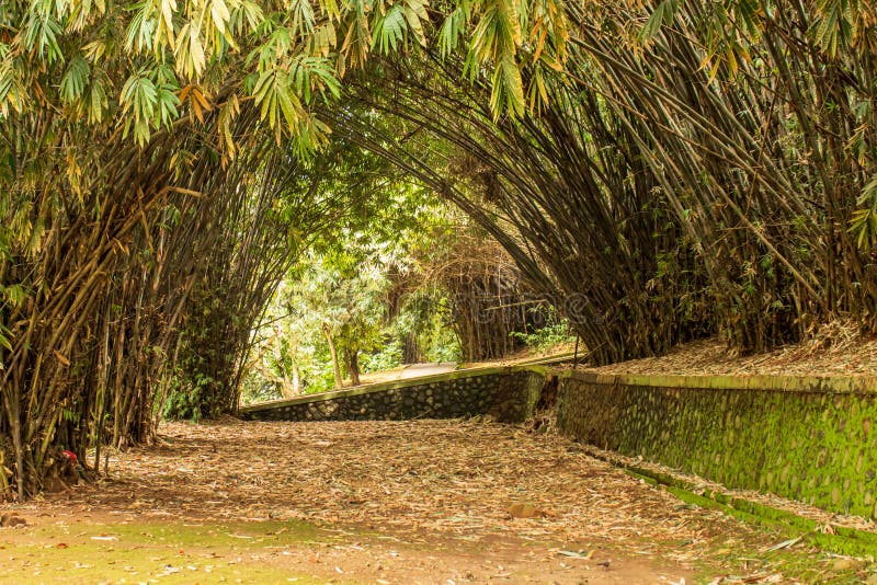 Red Dirt Road with Fallen Leaves of Bamboo Trees in Bamboo Forest Stock ...