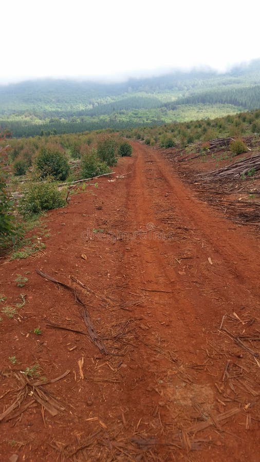 Red Dirt Road on Plantation Stock Image - Image of leaf, terrain: 182634939