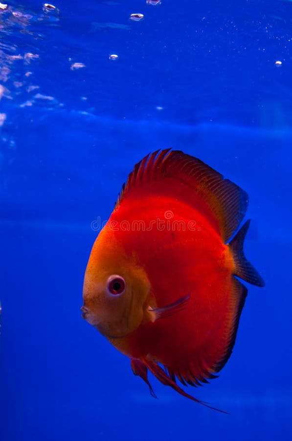 Red discus fish stock photo. Image of gills, beauty, decorate - 1016120