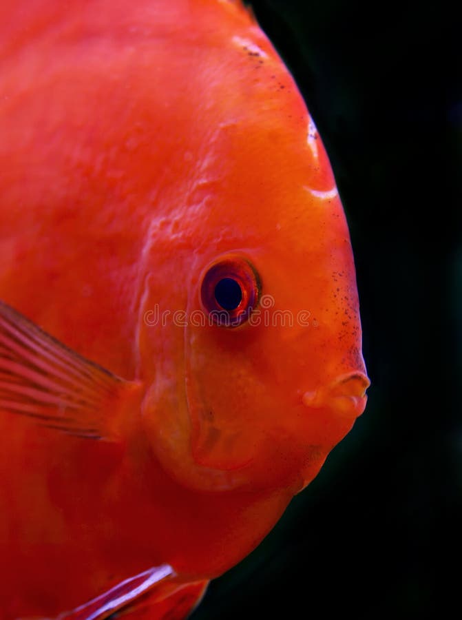 Red discus fish stock photo. Image of color, fish, beauty - 2866086