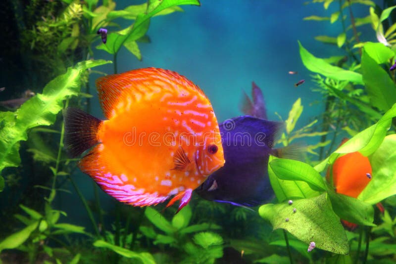 Red Discus Fish in Aquarium Stock Image - Image of swim, symphysodon ...