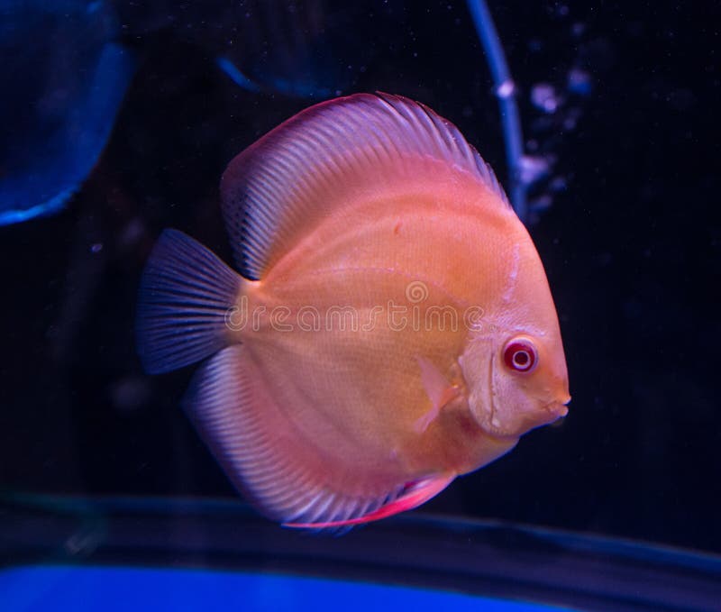 Red discus fish stock image. Image of nature, animal - 55718375